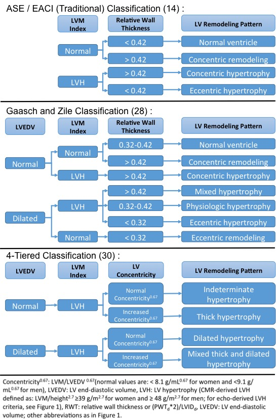Normal Lv Size Echopedia | semashow.com